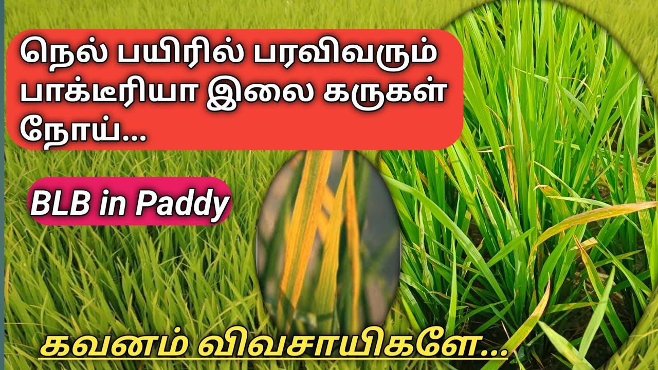 நெல் பயிரில் BLB நோய் பரவல் | Bactiria Leaf Blight symptoms in paddy ...