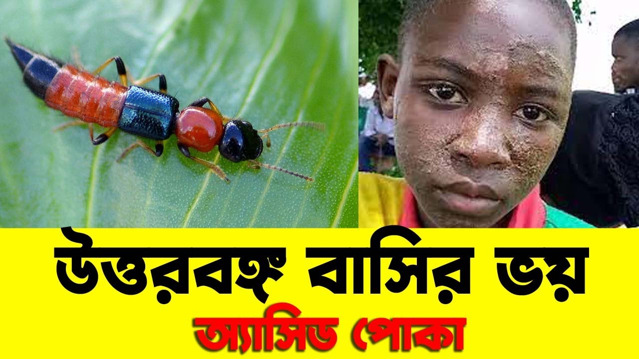 acid poka/উত্তরবঙ্গ বাসীর কাছে এখন একটাই ভয় অ্যাসিড পোকা - YouTube