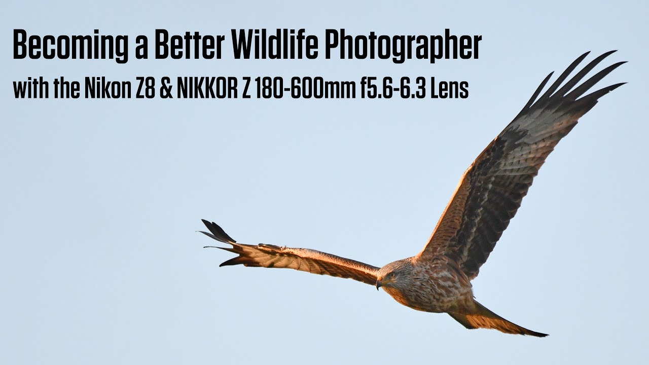 Becoming a Better Bird / Wildlife Photographer with the Nikon Z8 & 180 ...