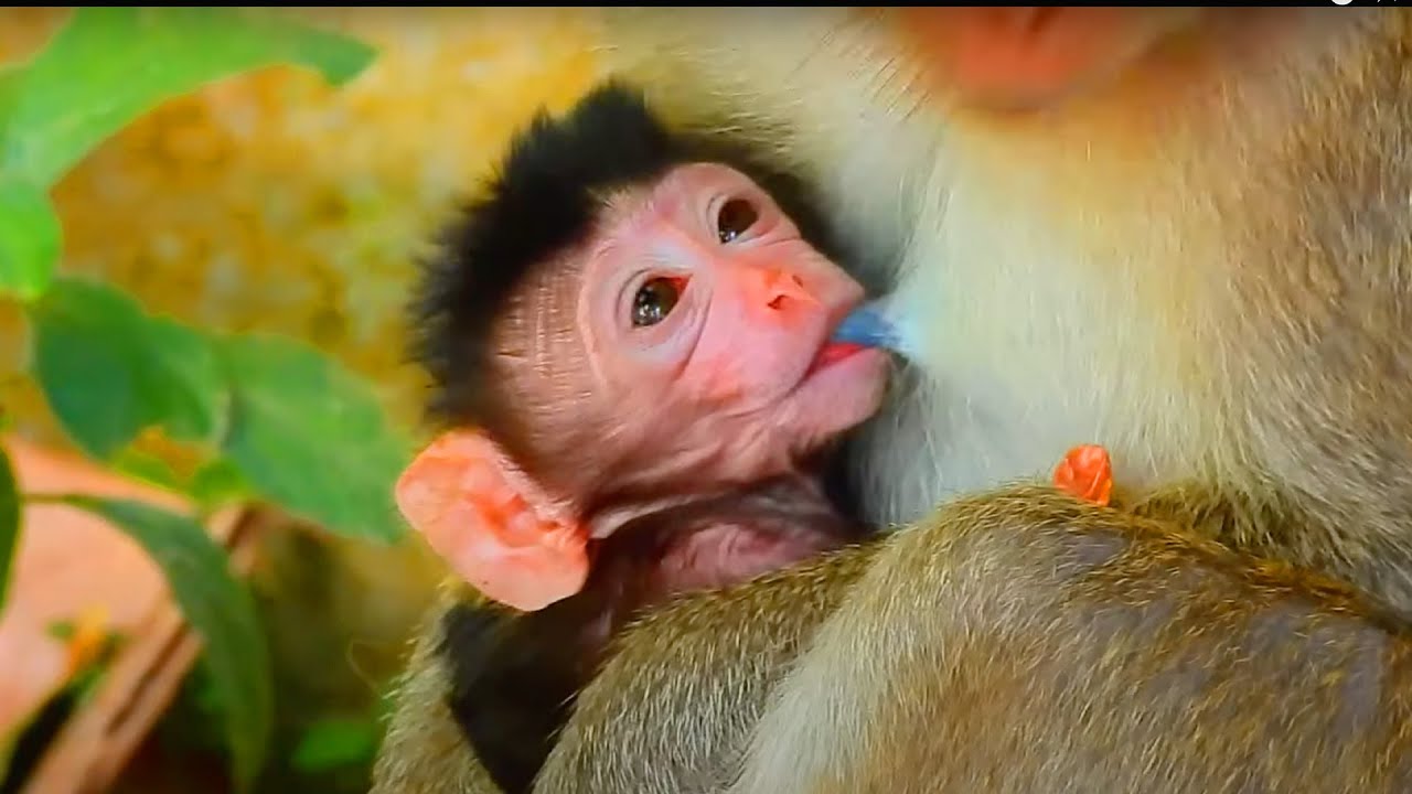 OMG! BABY NADA MONKEYS LOOK LIKE VERY HUNGRY TRY FAST TO DRINK SWEET ...