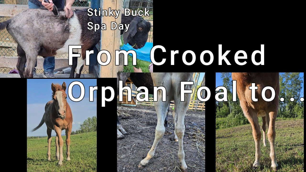 Crooked Orphan Foal's PROGRESS! | Stinky Goat Spa Day | Small Farm Life ...