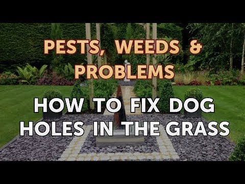 How to Fix Dog Holes in the Grass - YouTube