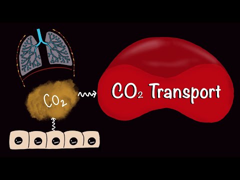How Exercise Affects Breathing Rate And Carbon Dioxide Production