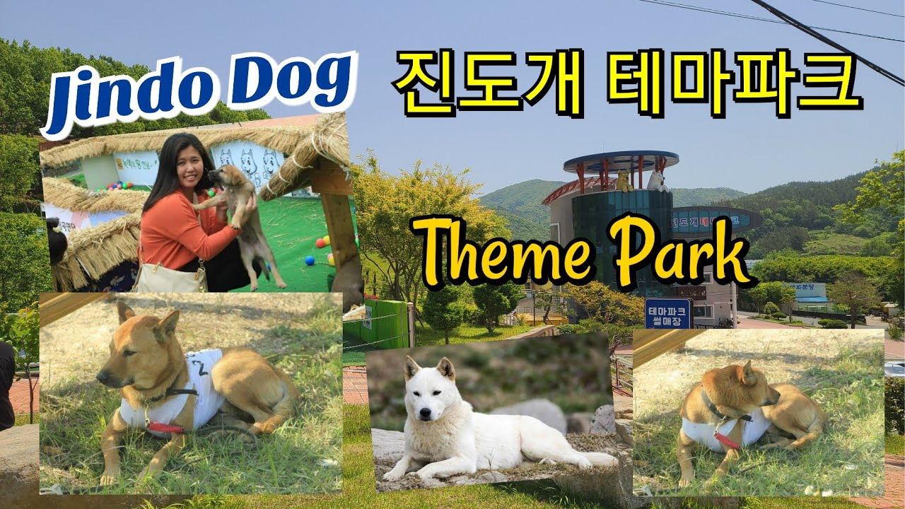 진도개 테마파크 | Jindo Theme Park | Jindo Dog - YouTube