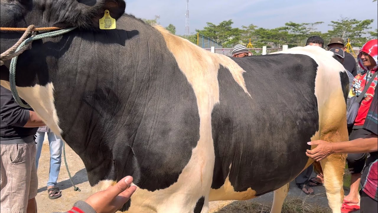 GEGER SAPI RAKSASA MIRIP CONDROSIMO BIKIN… JADI REBUTAN PARA JURAGAN‼️🔥 ...