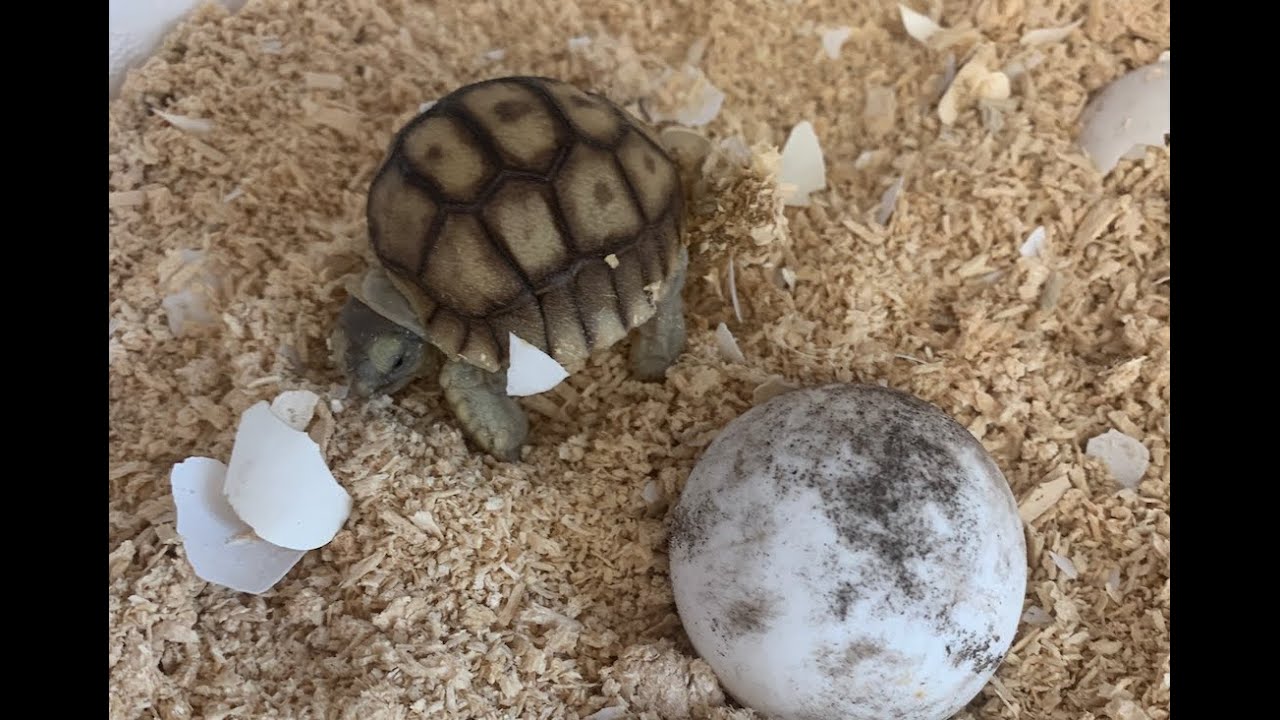 Shellback Arrives at PVB Bolles - YouTube