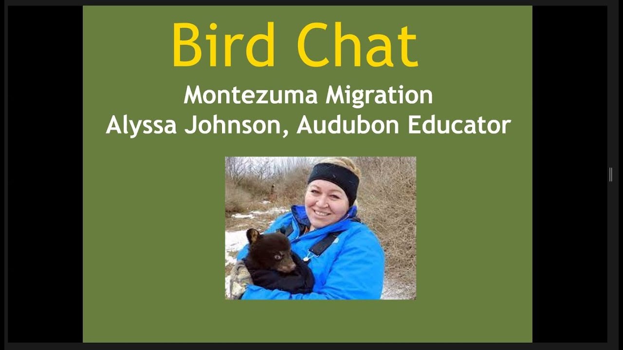 Bird Chat: Montezuma Migration: Feb 22, 2022 - YouTube