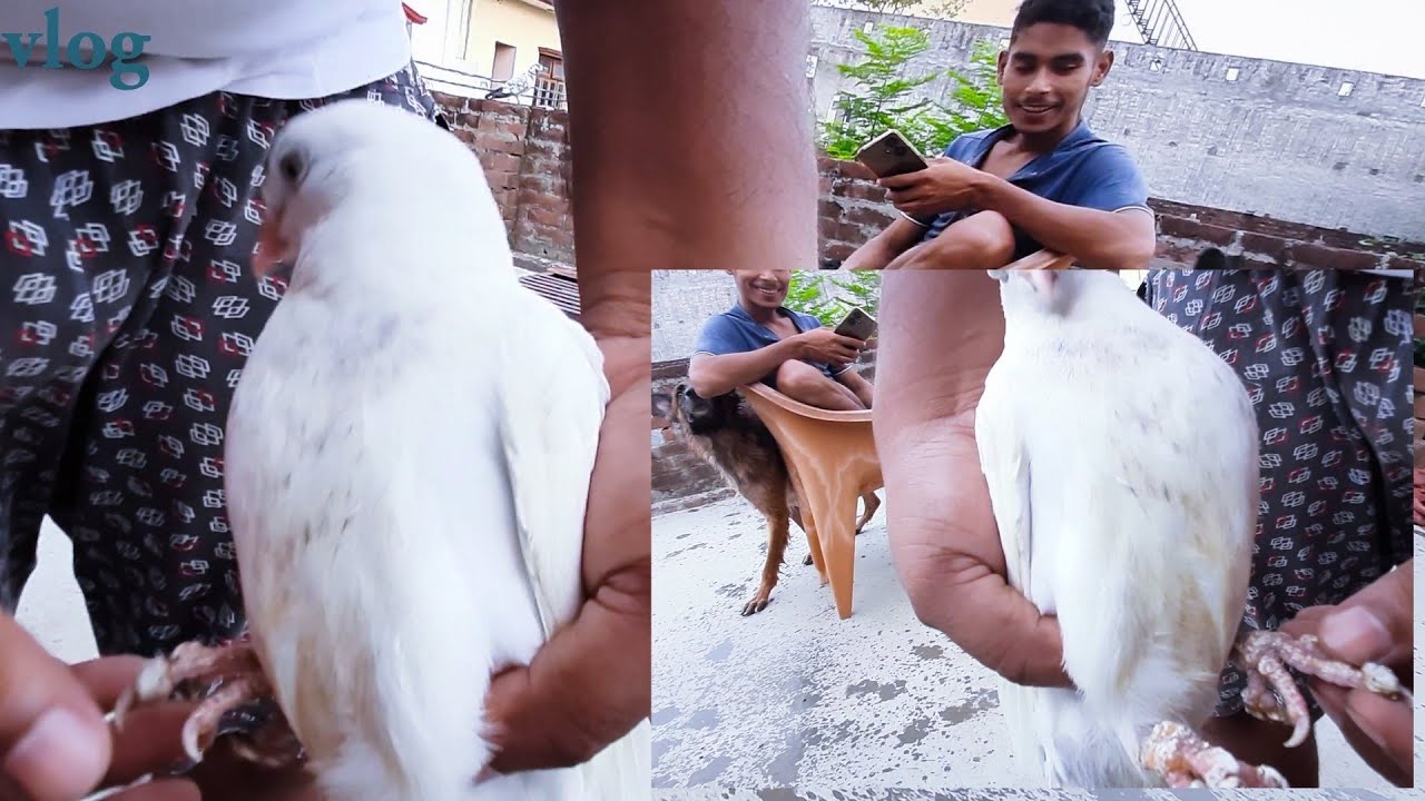 कबूतर के बच्चो के पंचे में फोड़ा फुंसी का इलाज !kabotar #kabutri #bird ...