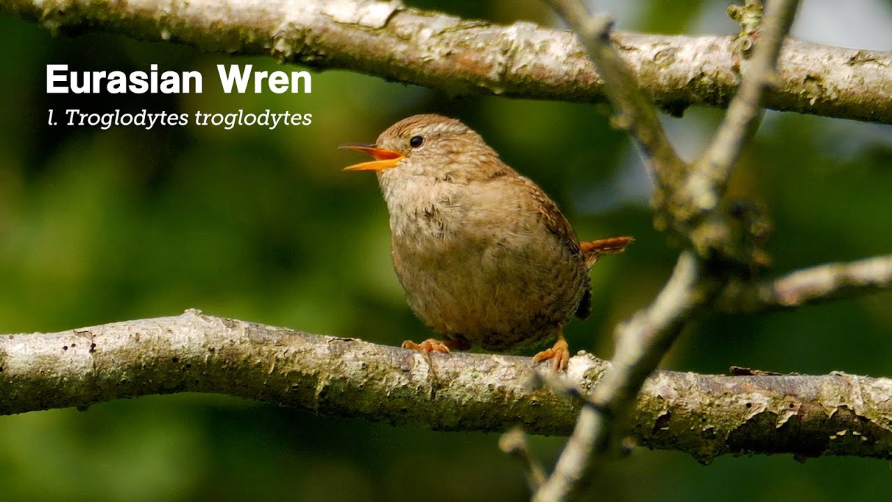 Eurasian Wren's Distinctive Song - Bird Sounds #birds - YouTube