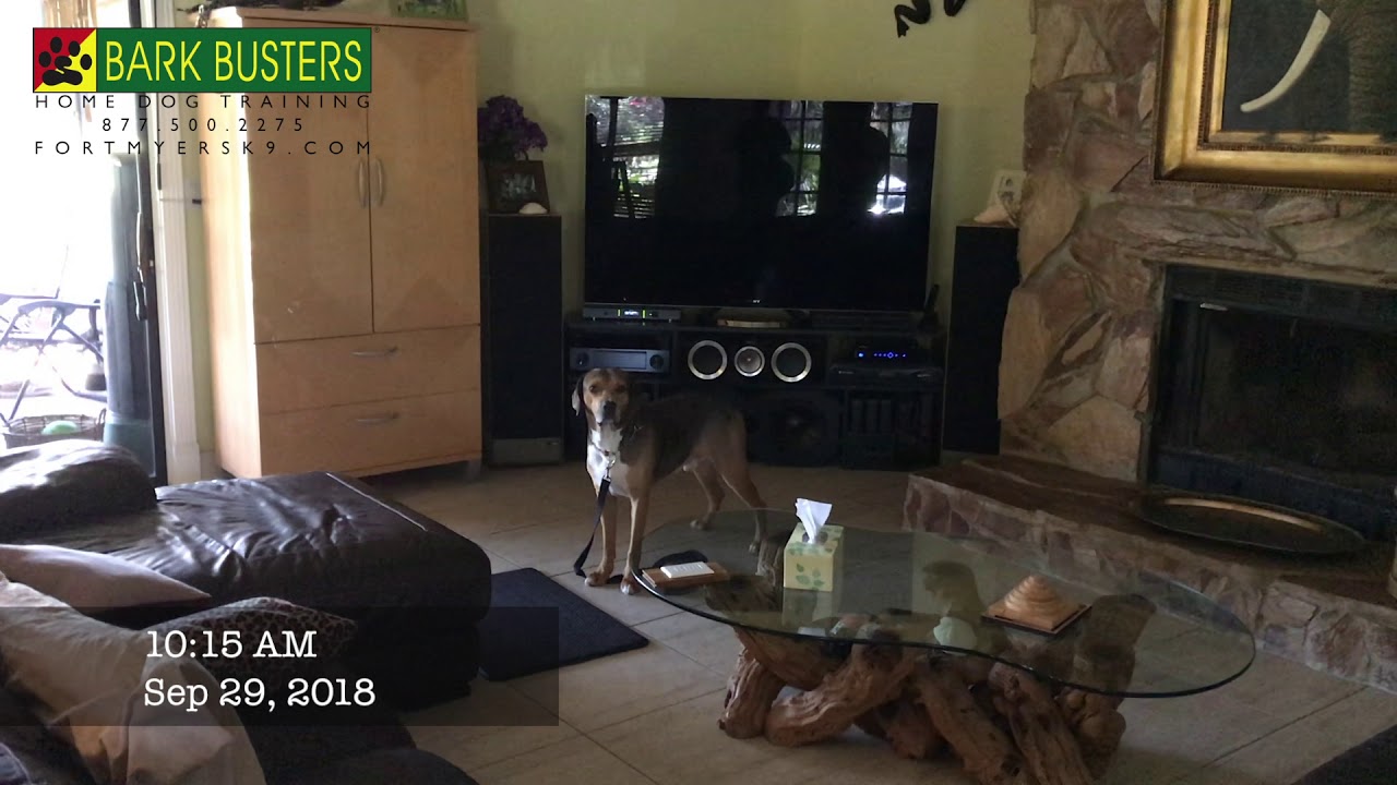 Dog Training of Cape Coral K9 - Patrick Logue Dog Trainer - YouTube