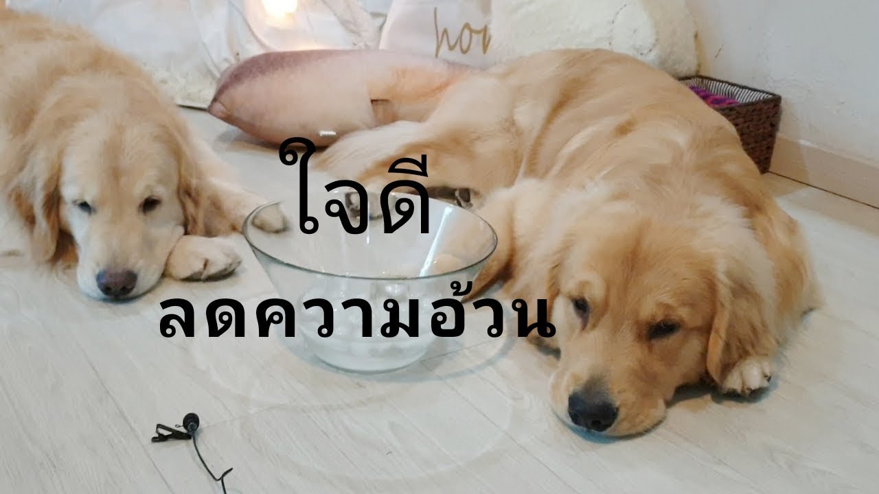 My golden retriever is an ICE MONSTER - YouTube