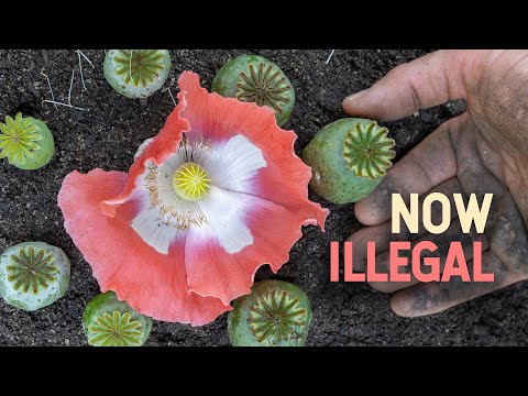 Why The Opium Poppy is both Legal (and Illegal) to Grow Today!