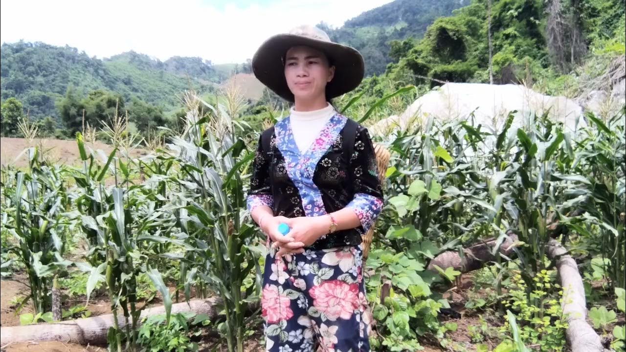 me nkauj fa lub neej tu siab 10/7/2024 - YouTube