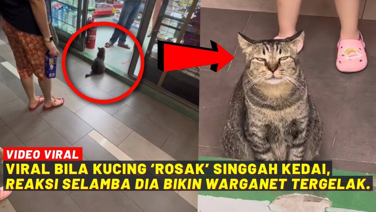 VIRAL, BILA KUCING 'ROSAK' SINGGAH KEDAI, REAKSI SELAMBA DIA BIKIN ...