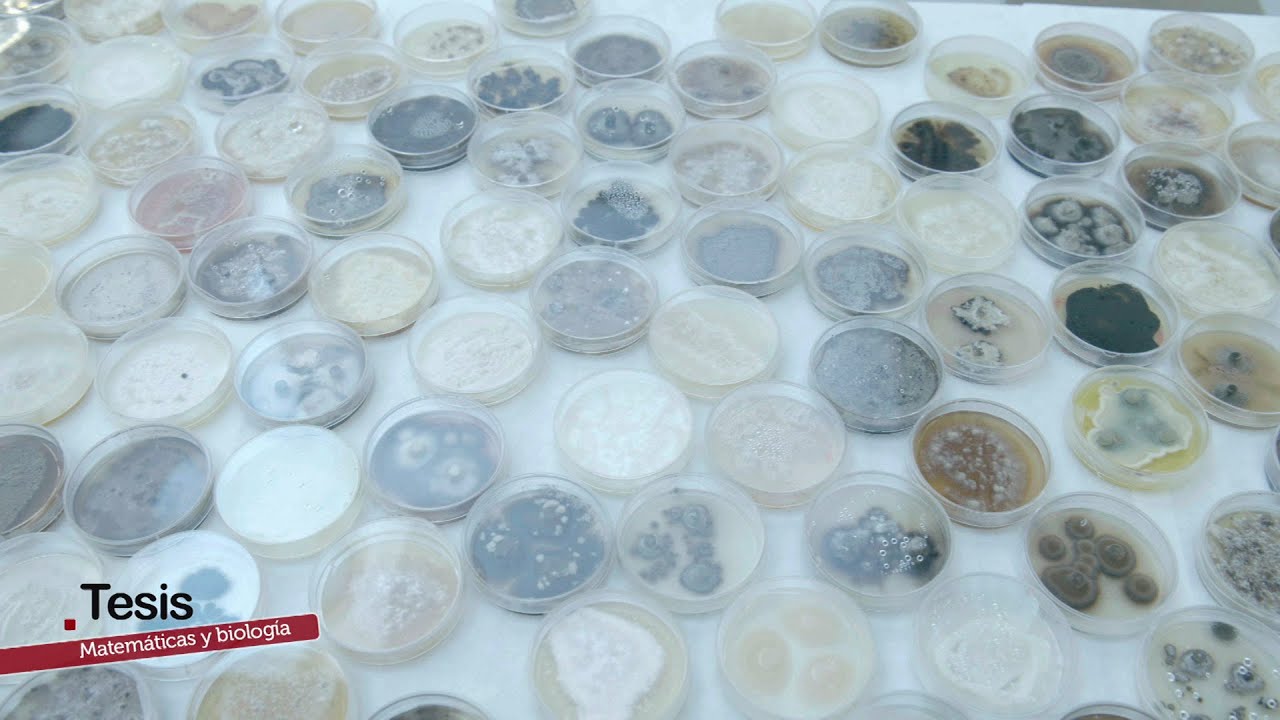 🧬 BIOMATEMÁTICA: MATEMÁTICAS APLICADAS A LA BIOLOGÍA | Documentales ...