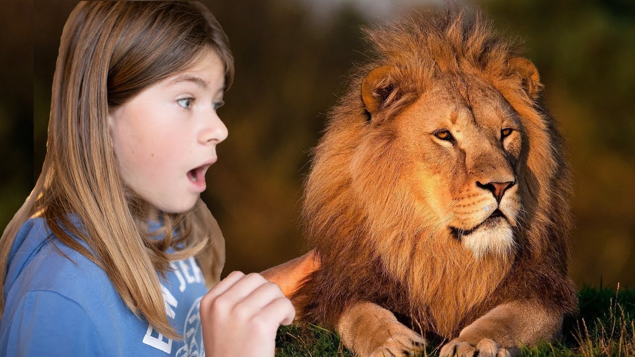 Curiozități despre lei 🦁 - YouTube