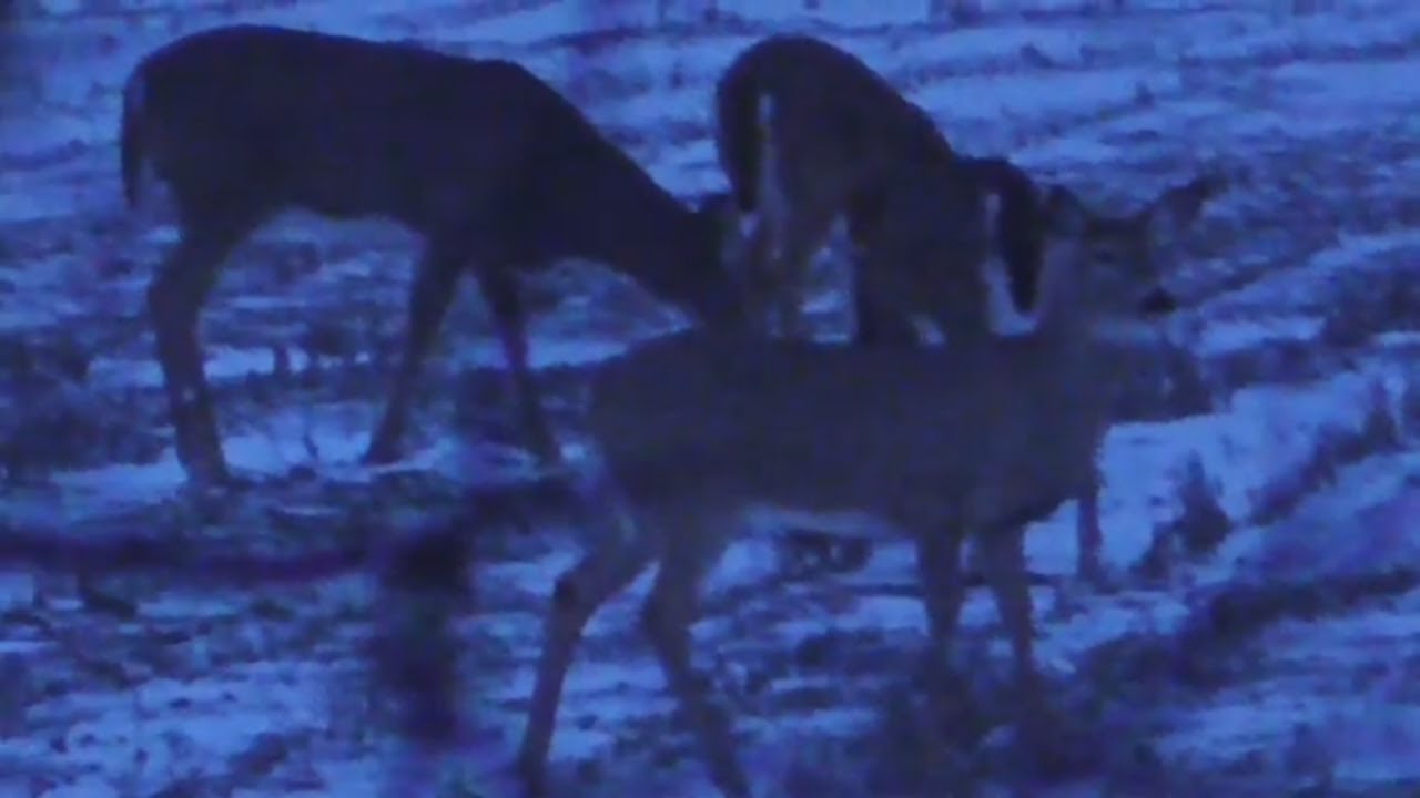DEER at TWILIGHT - YouTube