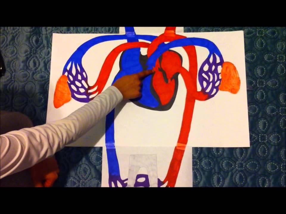 The Circulatory System - YouTube