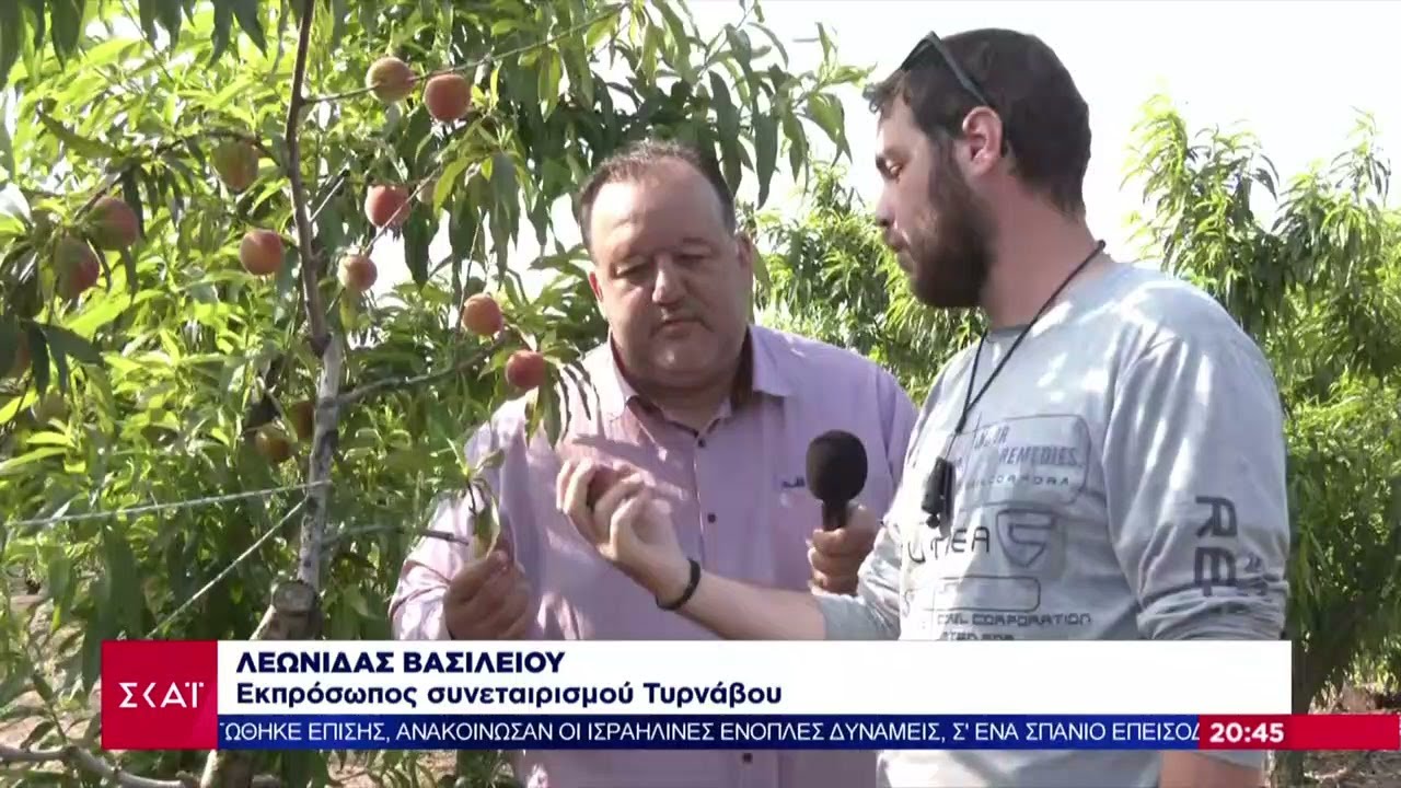 Οι καιρικές συνθήκες «χτύπησαν» ροδάκινα και νεκταρίνια-Σε απόγνωση οι ...
