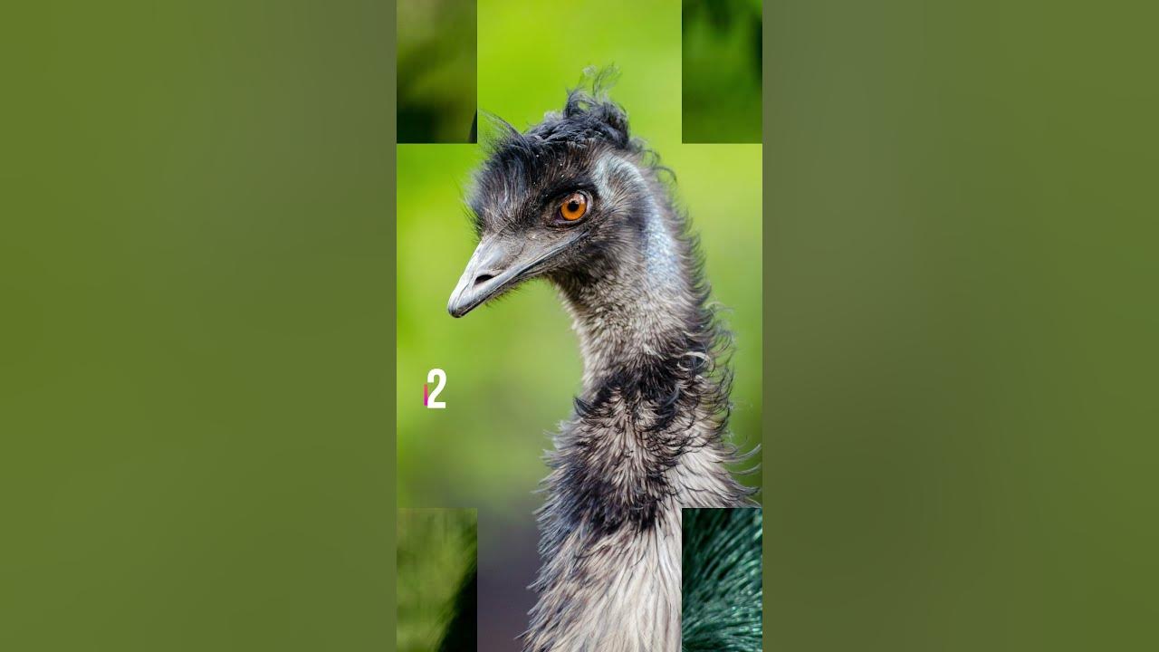 Top 5 Largest Birds In The World Shorts Youtube