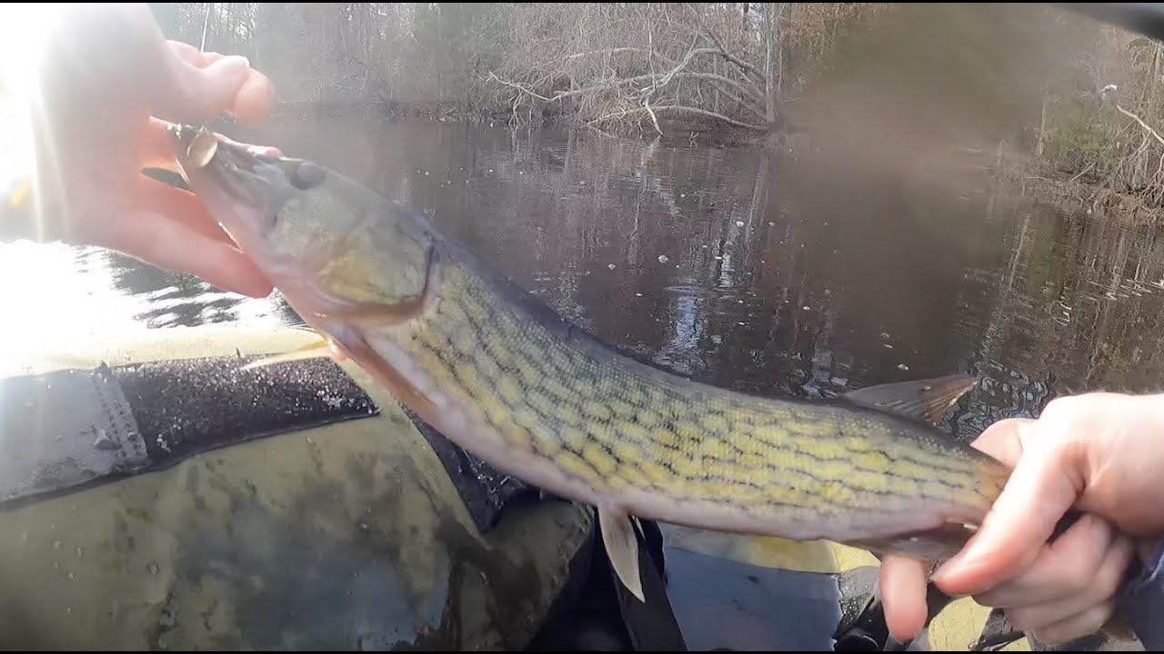 Chain Pickerel Fishing - YouTube
