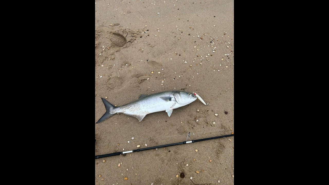 Bluefish Are Here Spring Run April 2023 - YouTube