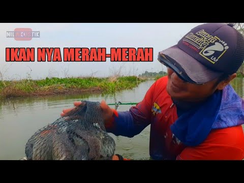 RAWA PUCUK, TIMUR JALAN - YouTube