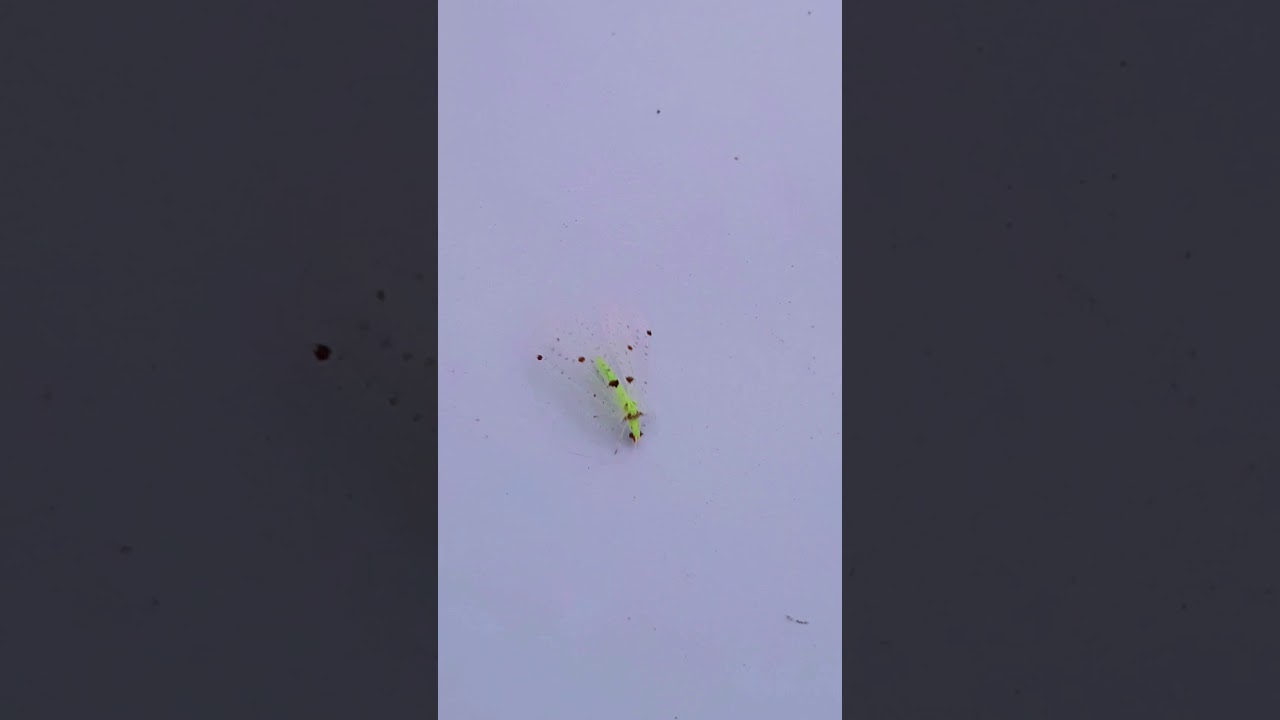 Green Lacewing Ankylopteryx species - YouTube