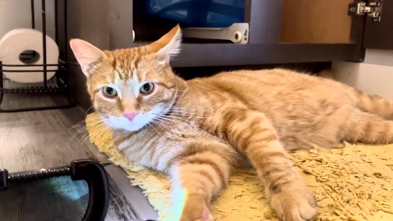 Noah the cat causing mayhem in my house - YouTube