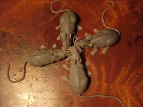 Mice Like to Eat Smarties - YouTube