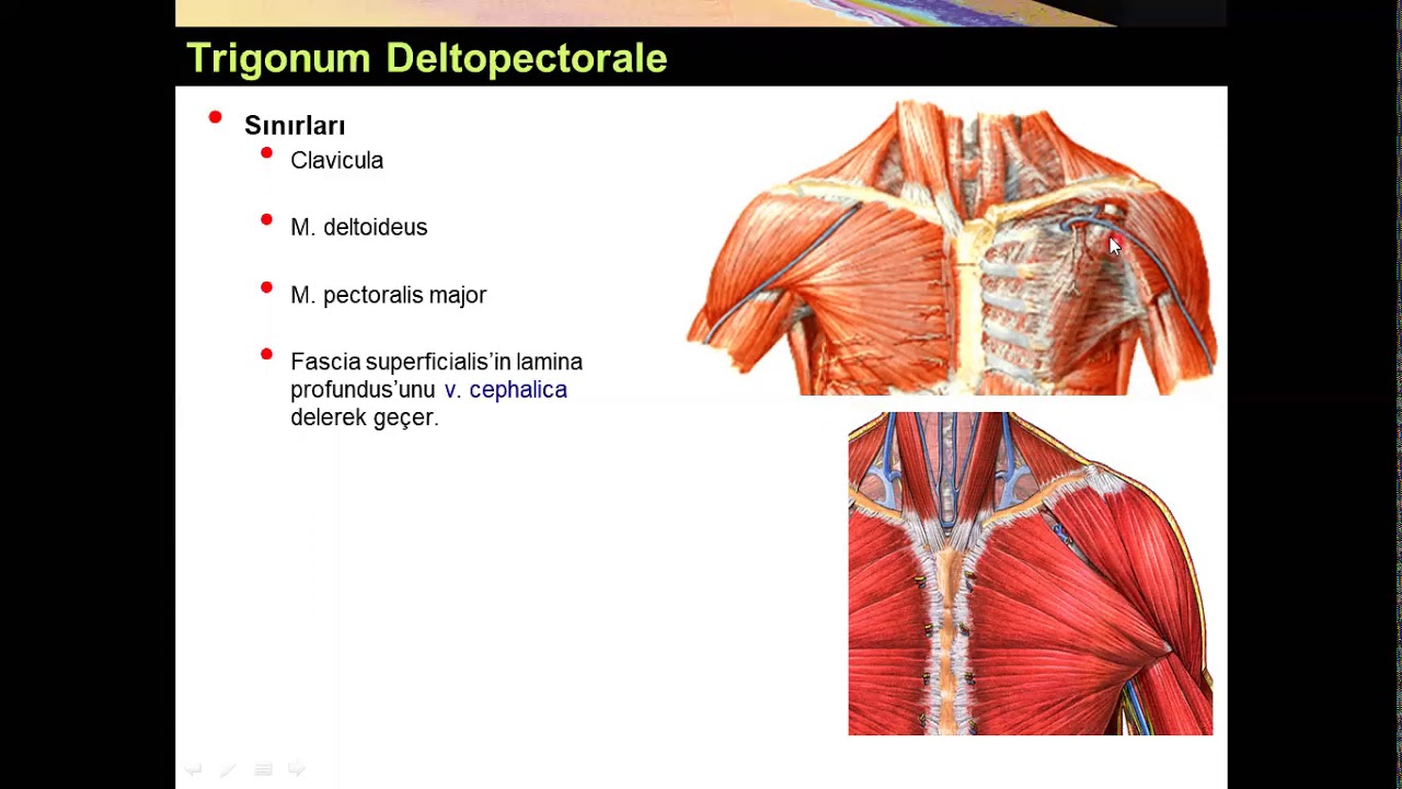Omuz Kasları ve Fossa Axillaris Yüksel AYDAR - YouTube