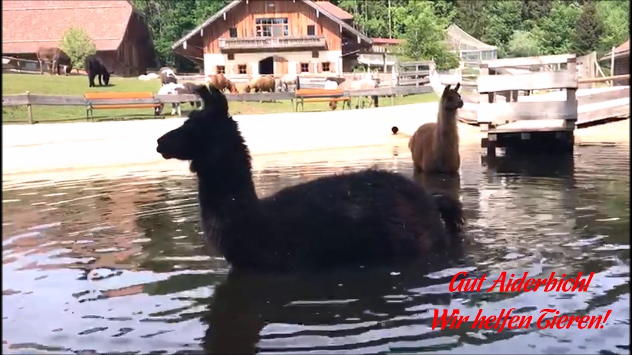 Badetag für unsere Lamas - YouTube