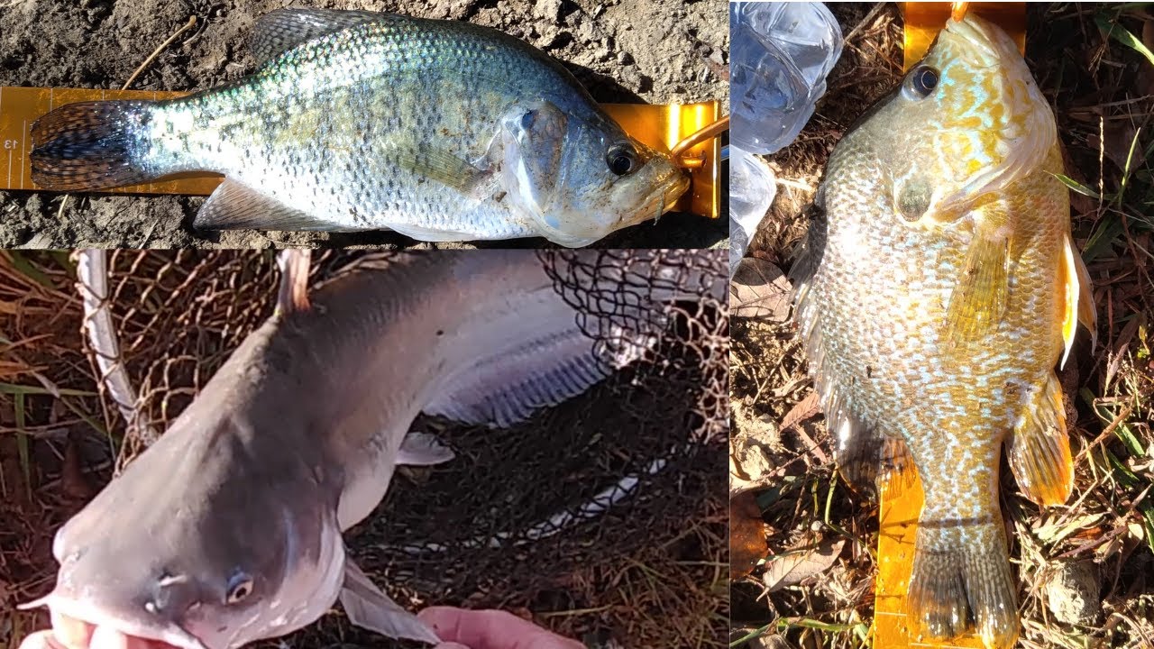 CAUGHT Something BIG of EVERY SPECIES!! using Minnows - YouTube