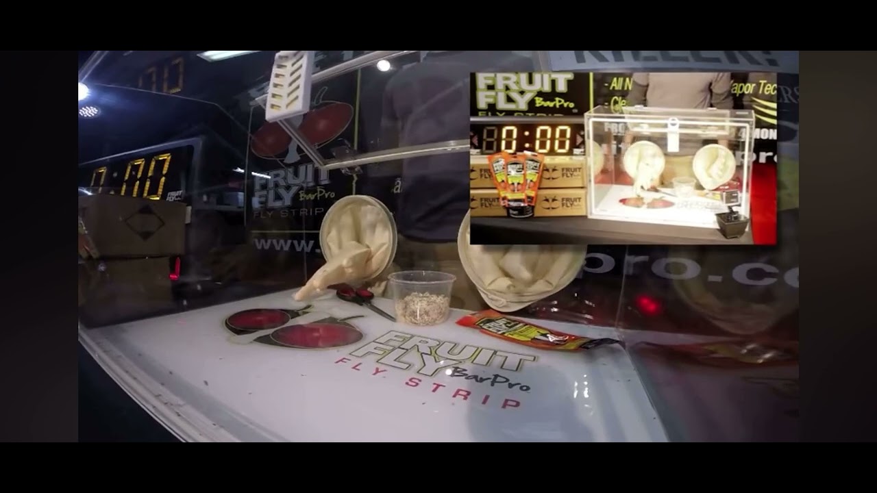 Fruit Fly BarPro's LIVE DEMO Time Lapsed - YouTube