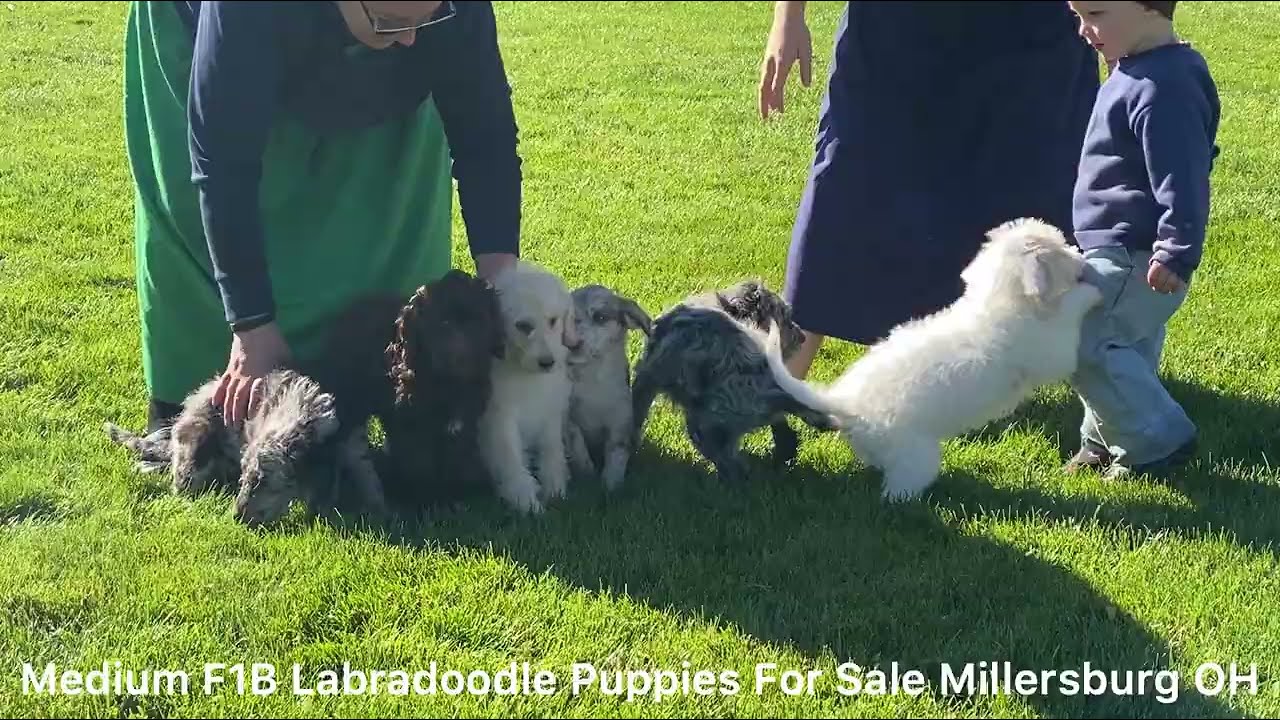 Medium F1B Labradoodle Puppies For Sale Millersburg OH - YouTube