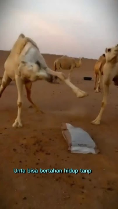 Fakta Gila Tentang Unta! #unta #shorts - YouTube