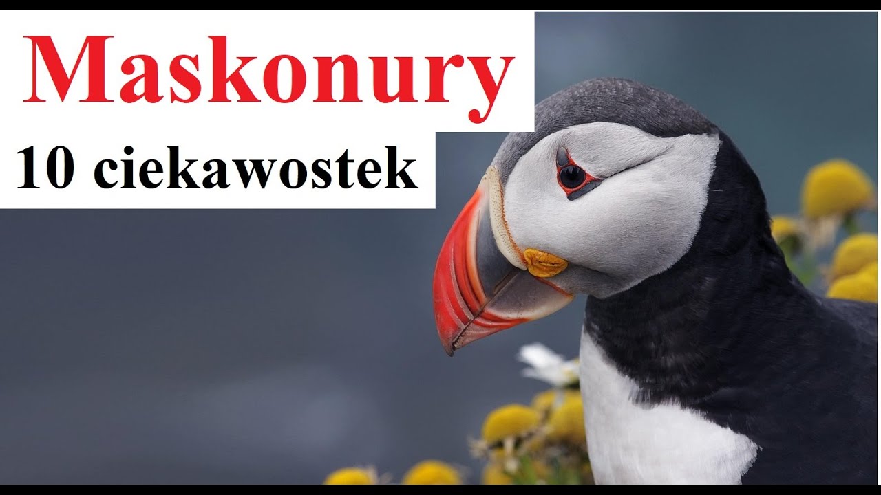Maskonury - 10 ciekawostek - YouTube