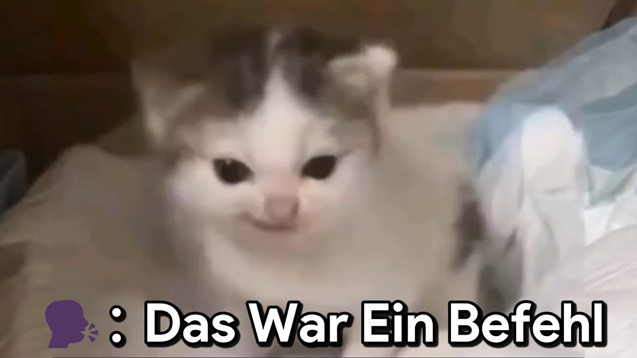 German Cat Meme | German Cat Original Video | Das war ein Befehl Cat ...