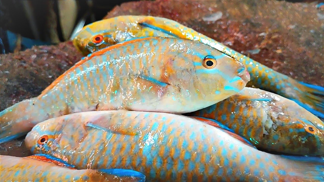 KILI MEEN CUTTING SKILLS PARROT FISH RECIPES seafood parrotfish kili-meen-cutting-skills-parrot-fish-recipes-seafood-parrotfish