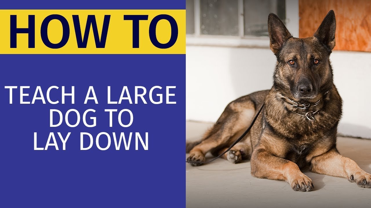 How To Teach A Large Dog To Lay Down | Animal Behavior College - YouTube