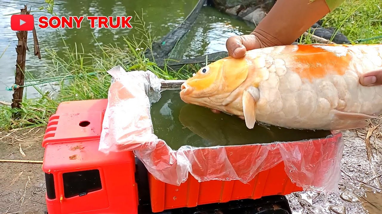 MOBIL TRUK MUAT IKAN KOI RAKSASA, MOBIL MAINAN, MOBIL OLENG - YouTube