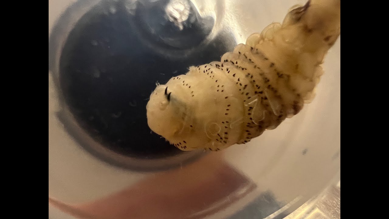 Botfly Extraction - YouTube