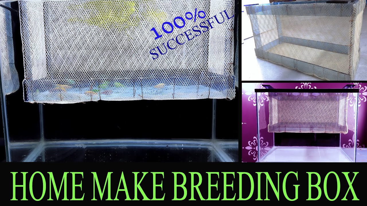 How To Make Fish Breeding Box | Breeding Box For Zebra , Tetra, Barb ...