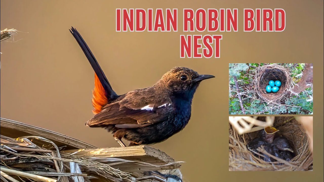 Indian Robin Bird Nest | Indian Robin Nesting Habits | Eggs, Incubation ...