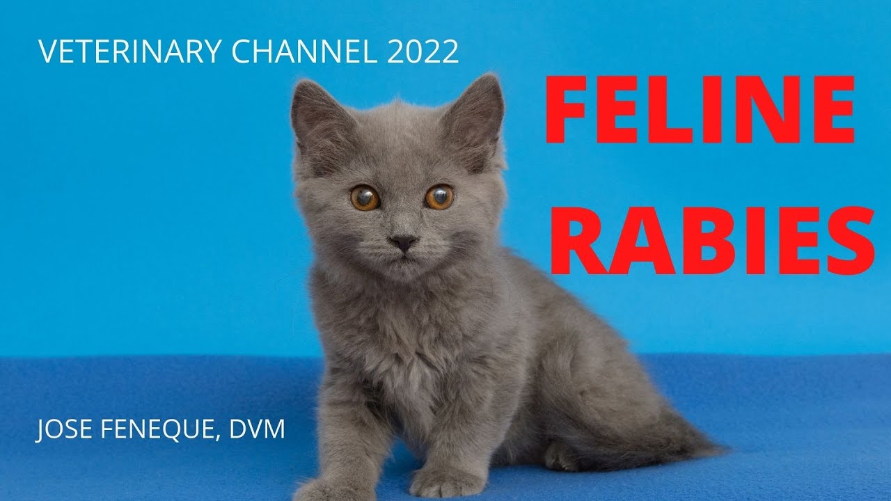 The Clinical Symptoms And Diagnosis Of Feline Rabies. - YouTube