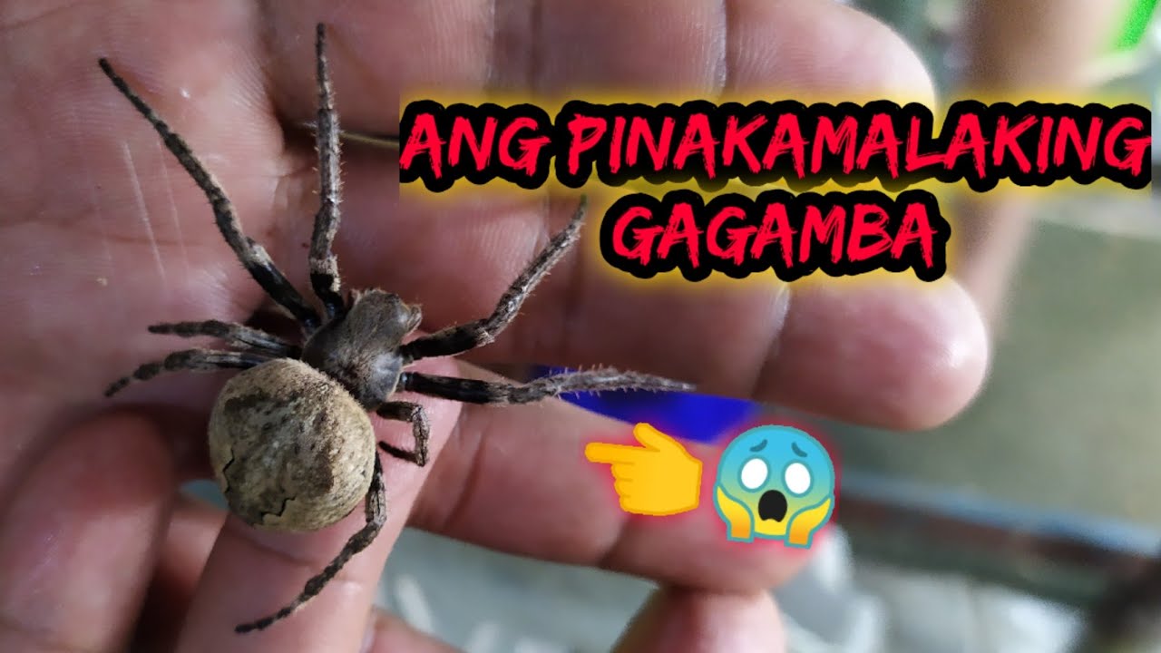 Japan Spider - MONSTER SIZE 😱🇯🇵🕷️🕸️ - YouTube