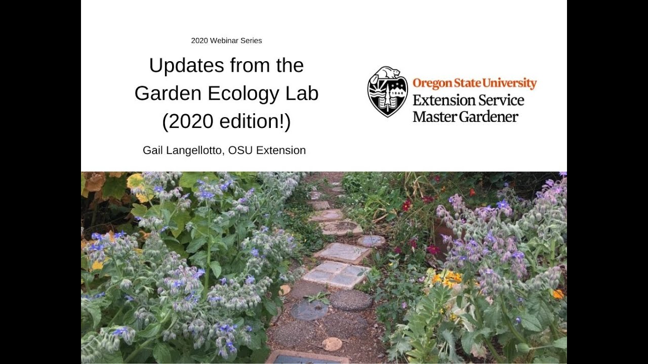 Updates from the Garden Ecology Lab (2020 edition!) - YouTube