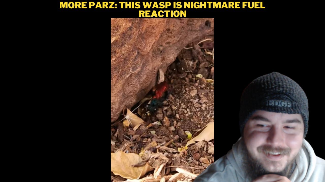 More Parz: This Wasp Is Nightmare Fuel Reaction - YouTube
