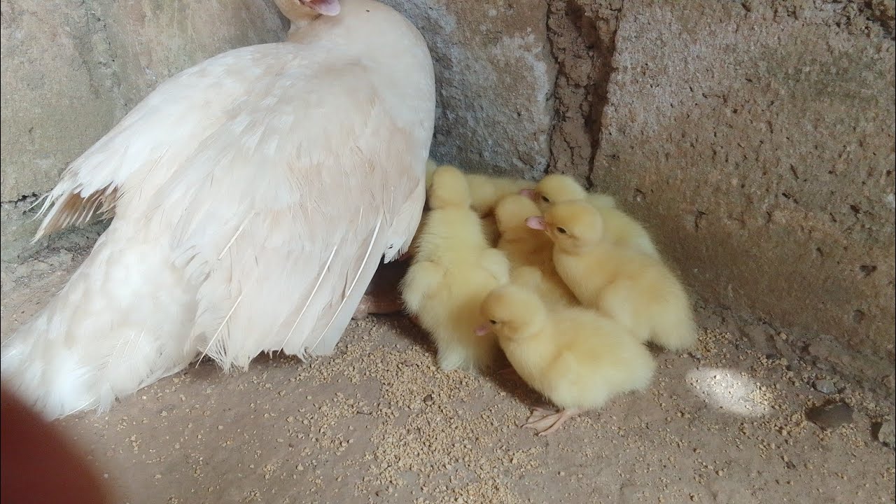 nagpakain Ako Ng alaga Kong Pato at mga manok - YouTube