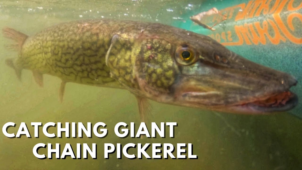 Catching Giant Chain Pickerel in Maryland 10/27/23 - YouTube